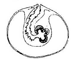 유구낭미충[ pork bladder worm , 有鉤囊尾蟲 , ゆうこうのうびちゅう ] : 네이버 블로그