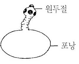 유구낭미충[ pork bladder worm , 有鉤囊尾蟲 , ゆうこうのうびちゅう ] : 네이버 블로그
