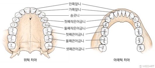 신생아 아기 이나는 순서 유치갯수 영구치나는 시기 네이버 블로그