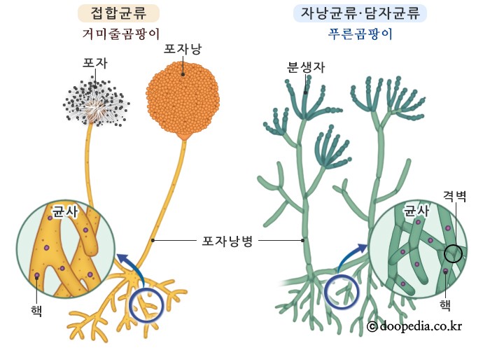 접합균류에 대해 알려주세요ㅠㅠ 지식in