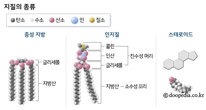광명pt 일직동pt 체지방을 빼기 위해 지방에 대해 알아보자 네이버 블로그