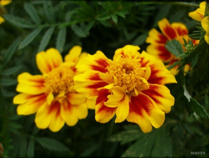 장봉도0415카페에서 메리골드 꽃차 마시기 흔한꽃 마리골드 Marigold 눈에좋은성분 효능 꽃차만들기 네이버 블로그