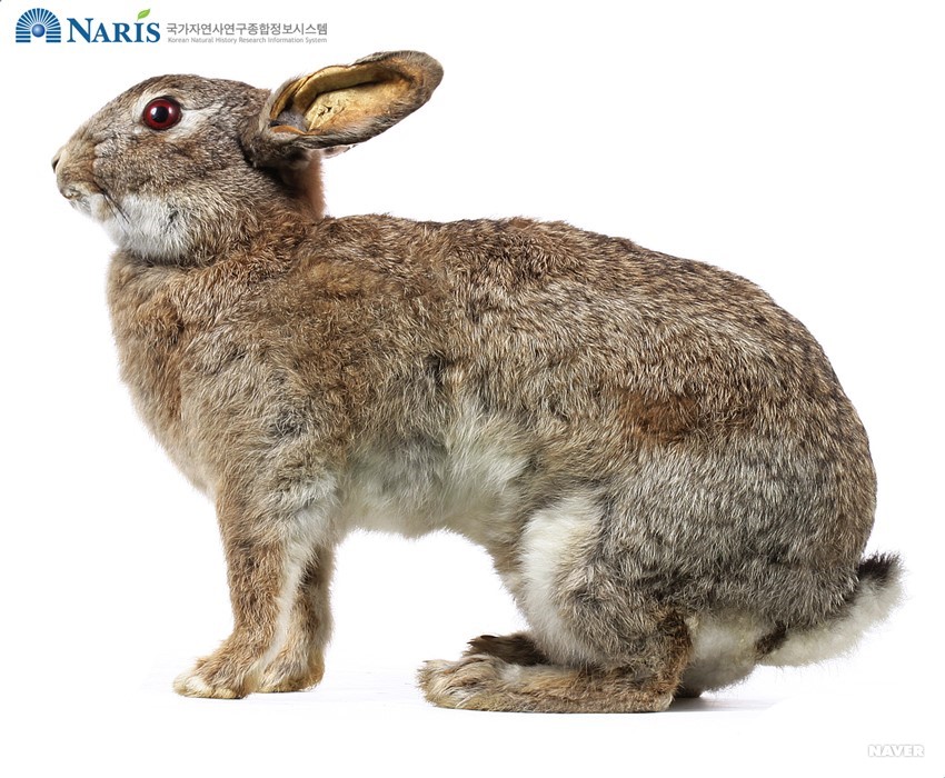 생물분류기사(동물) 출제예상종 - 포유동물강 : 네이버 블로그