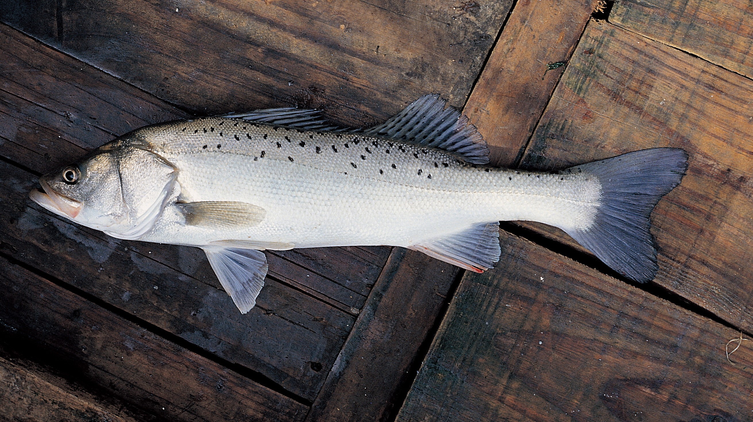 [바다] 점농어 - Spotted sea bass : 네이버 블로그